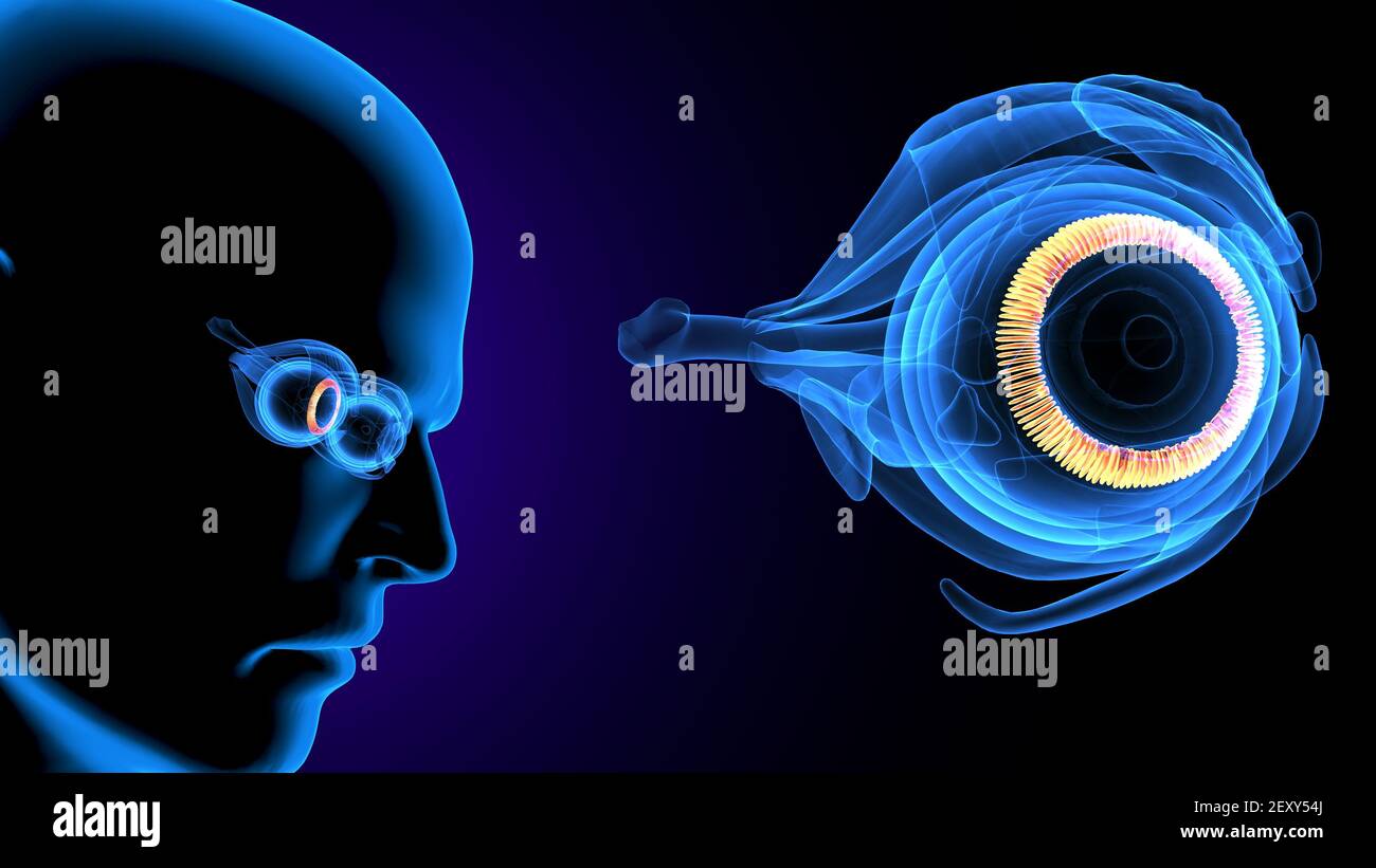 3d render of male human body eye anatomy Stock Photo - Alamy