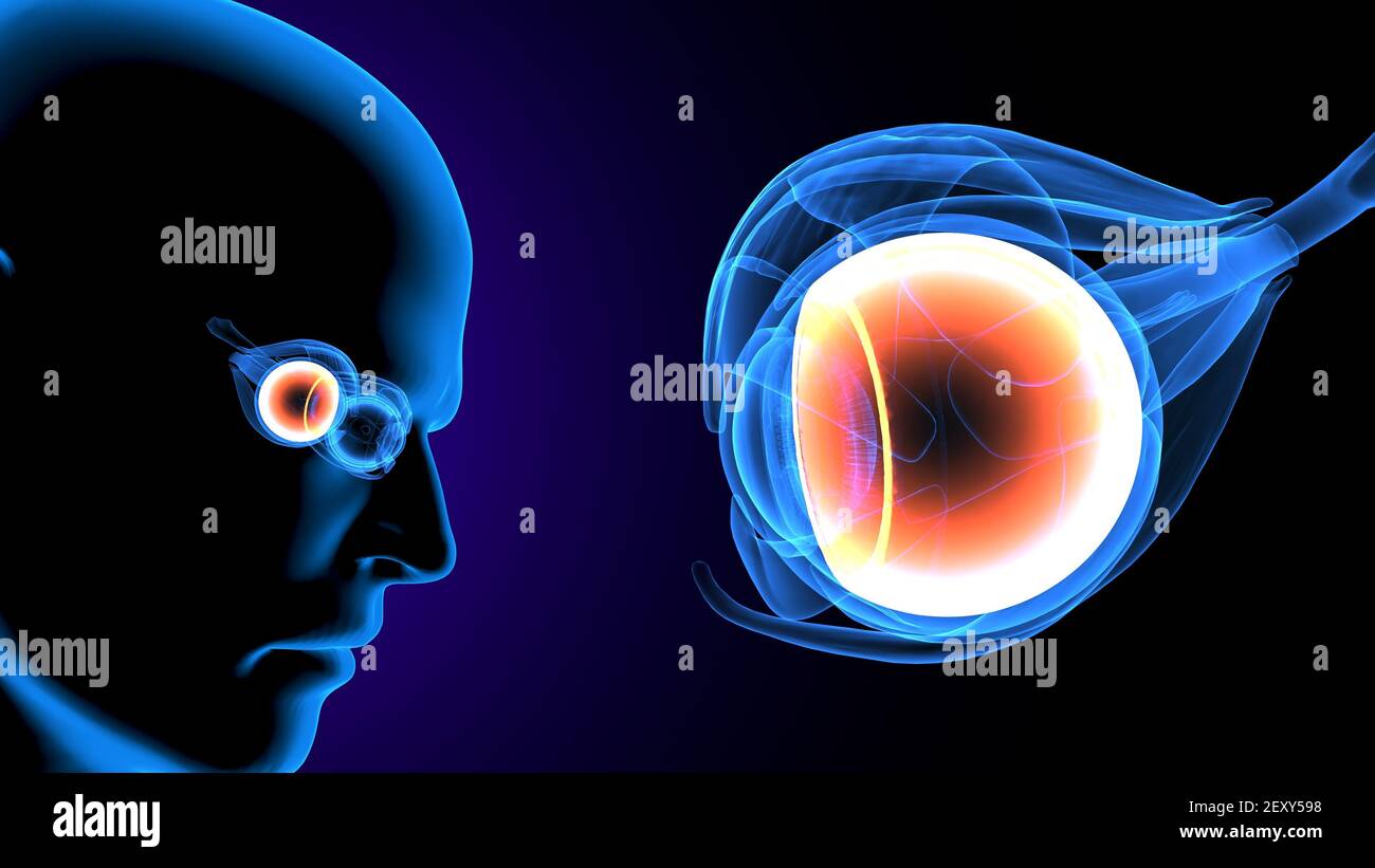 3d render of male human body eye anatomy Stock Photo - Alamy