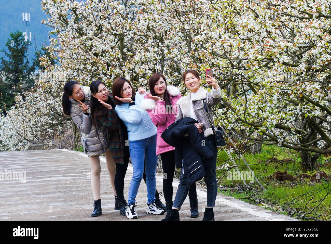 After a spring rain, thousands of acres of white pear blossoms in the ...