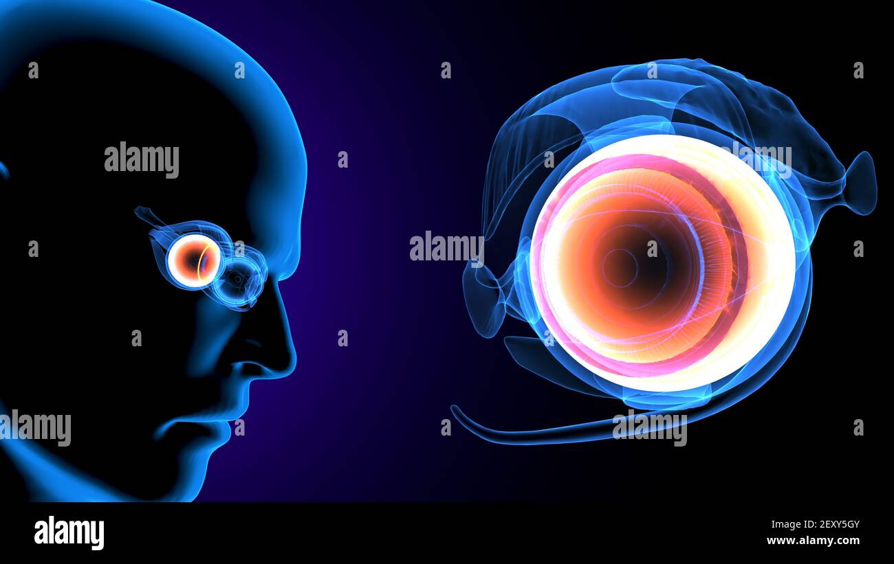 3d render of male human body eye anatomy Stock Photo - Alamy