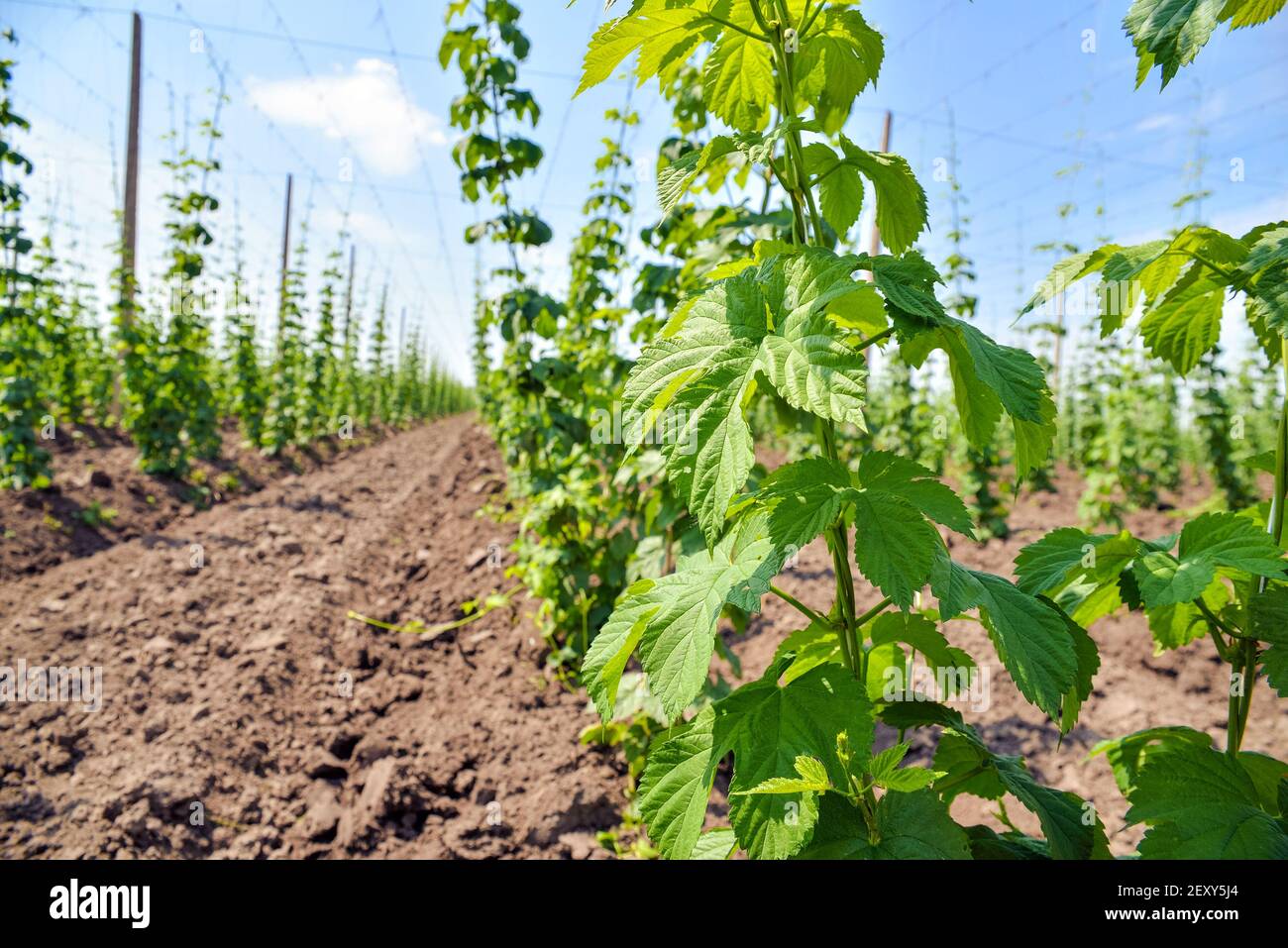 Growing hops. Young green hops on the plantation Stock Photo - Alamy