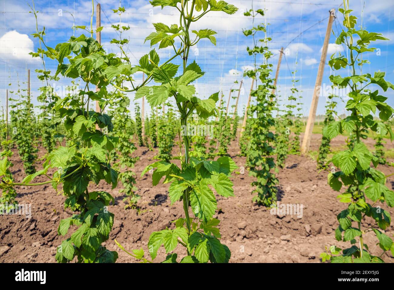 Growing hops. Young green hops on the plantation Stock Photo - Alamy