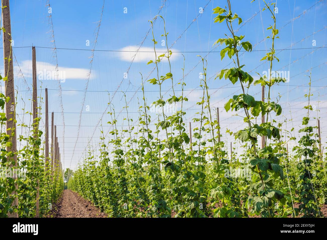 Growing hops. Young green hops on the plantation Stock Photo - Alamy