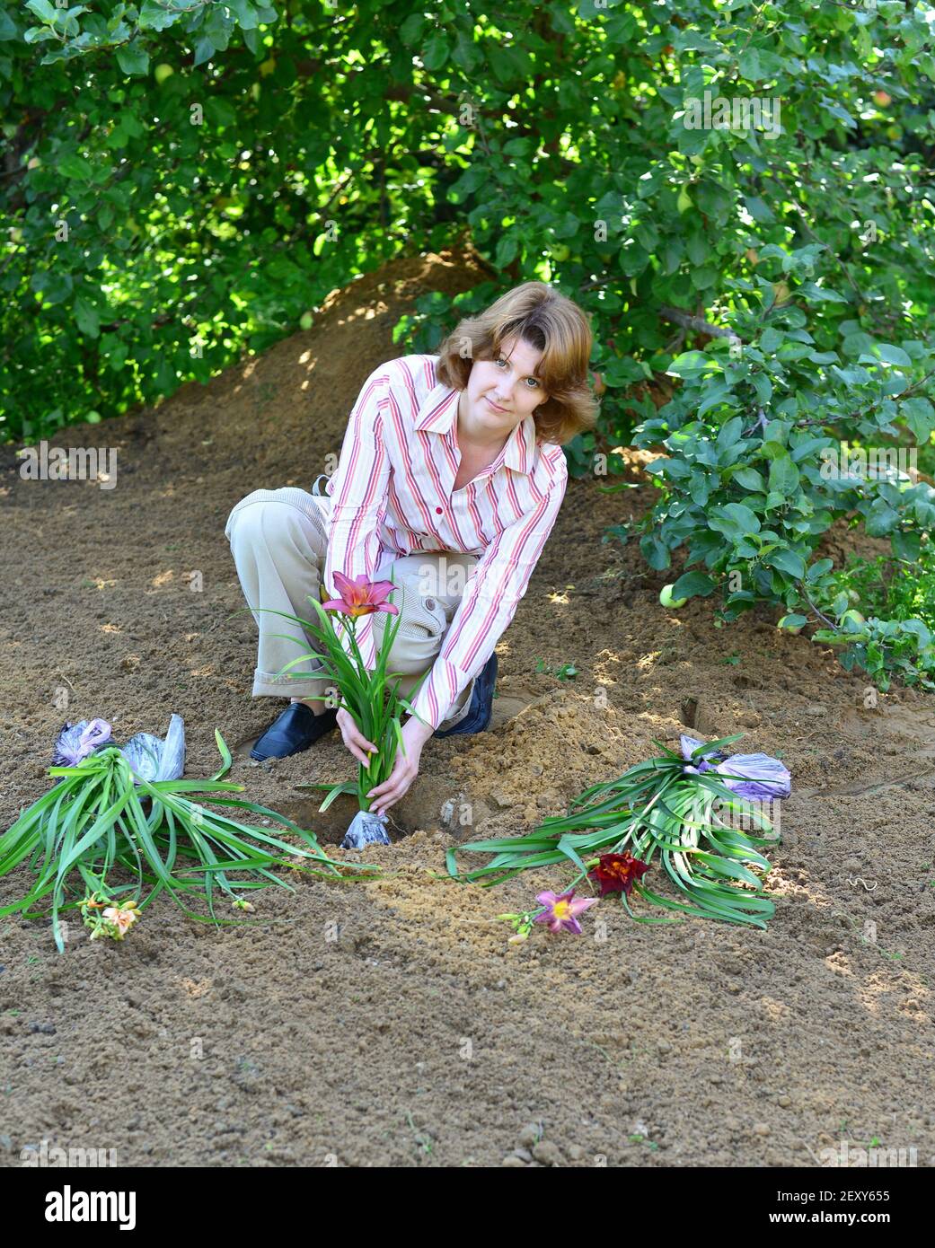 Planting pit hi-res stock photography and images - Alamy