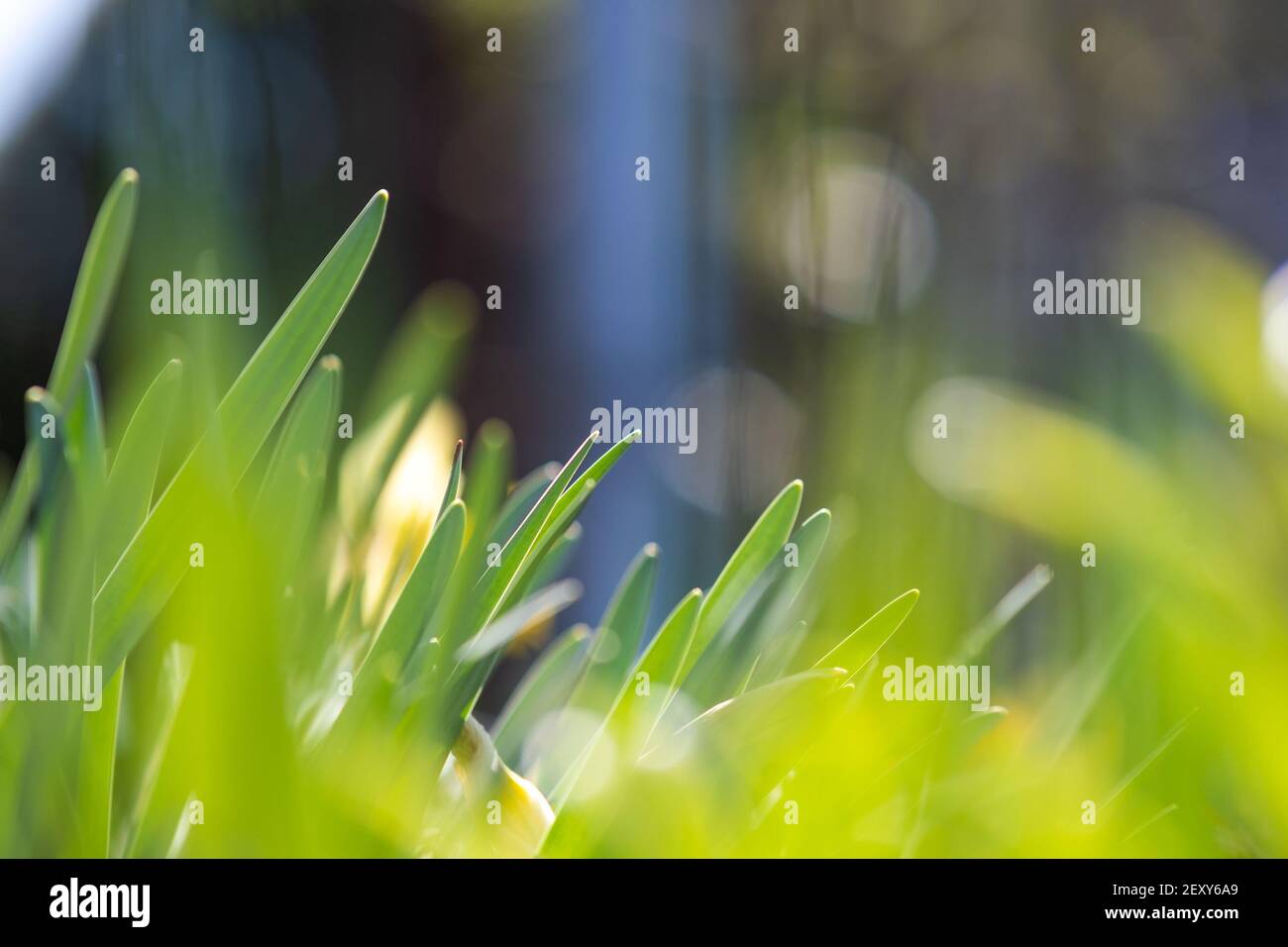 Closeup of green grass stems on summer lawn Stock Photo - Alamy