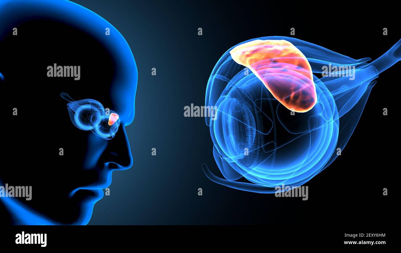 Anatomy of the retina and macula hi-res stock photography and images ...