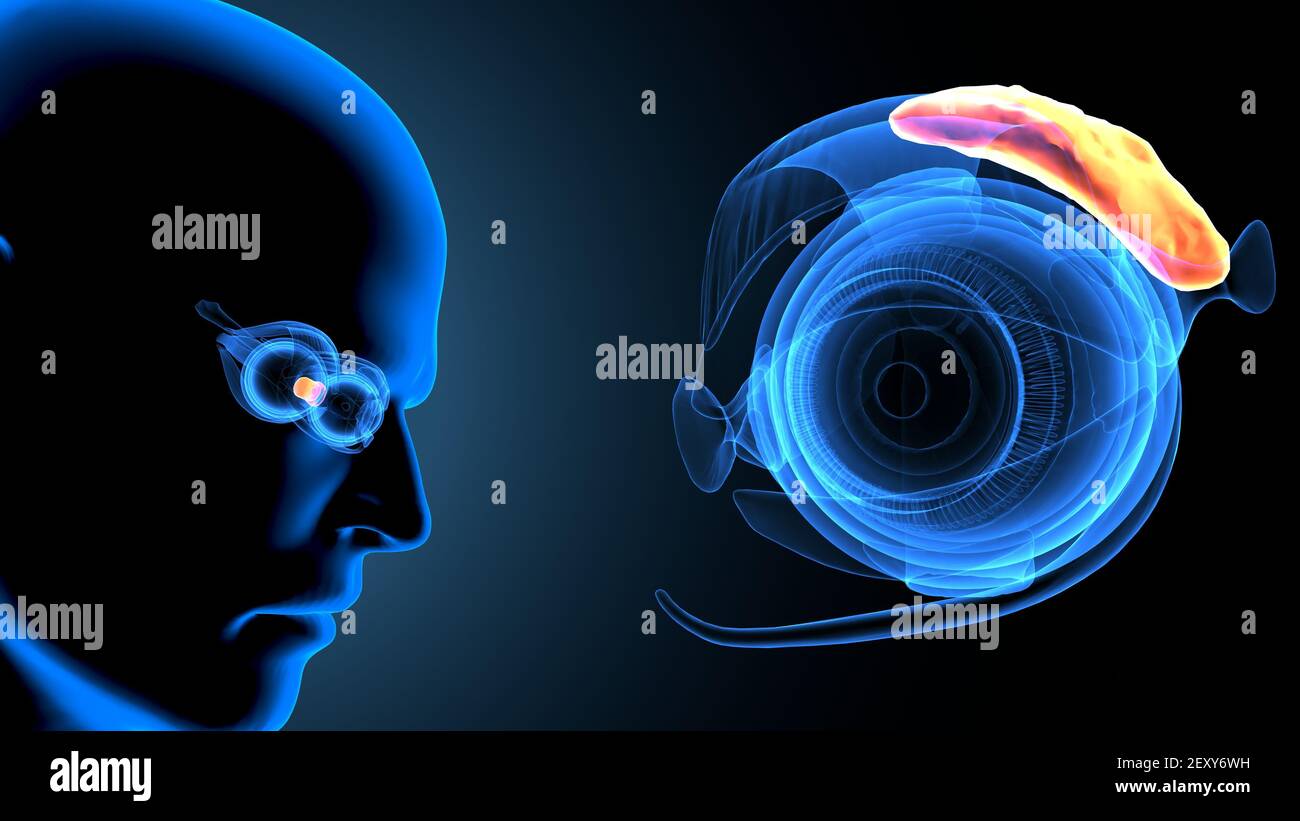 3d illustration of human body eye anatomy Stock Photo - Alamy