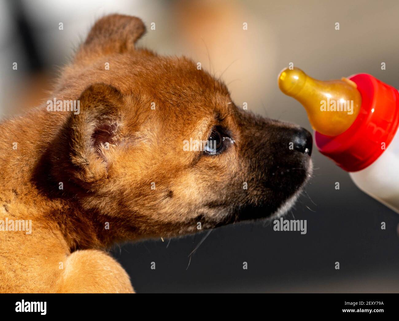 Schleswig-Holstein, Neumünster, Germany. 05 March 2021: A dingo puppy ...