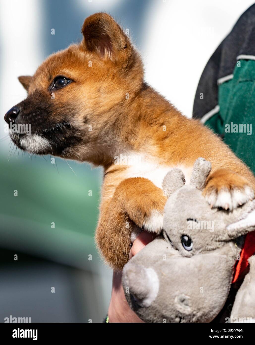 Schleswig-Holstein, Neumünster, Germany. 05 March 2021: A dingo puppy ...