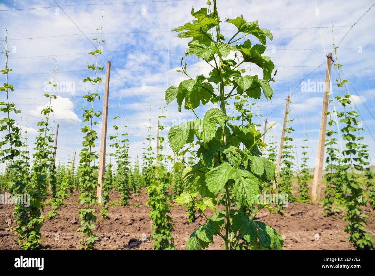 Hops field. Leaves of young hops Stock Photo - Alamy