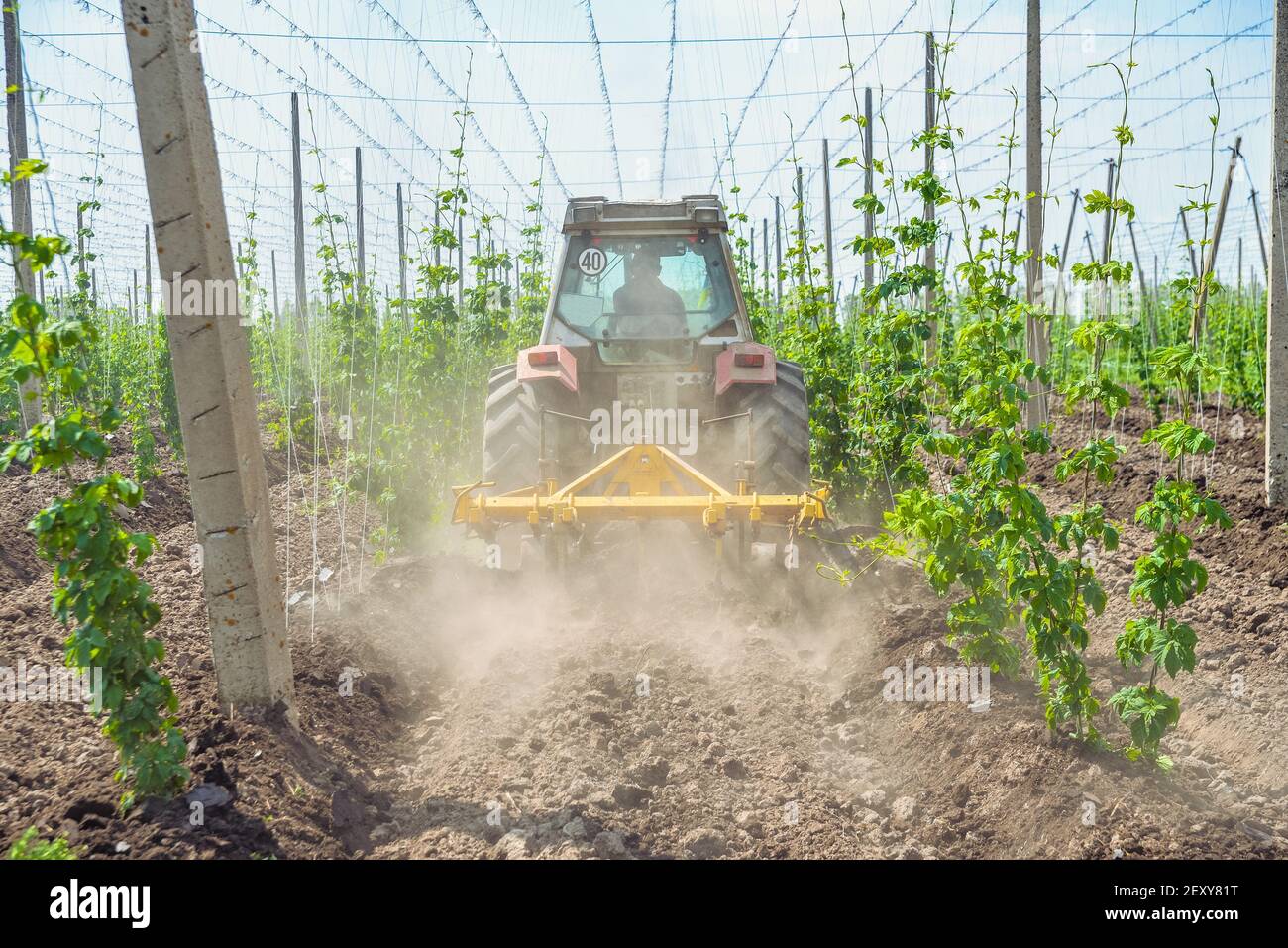The tractor processes the hops field Stock Photo - Alamy