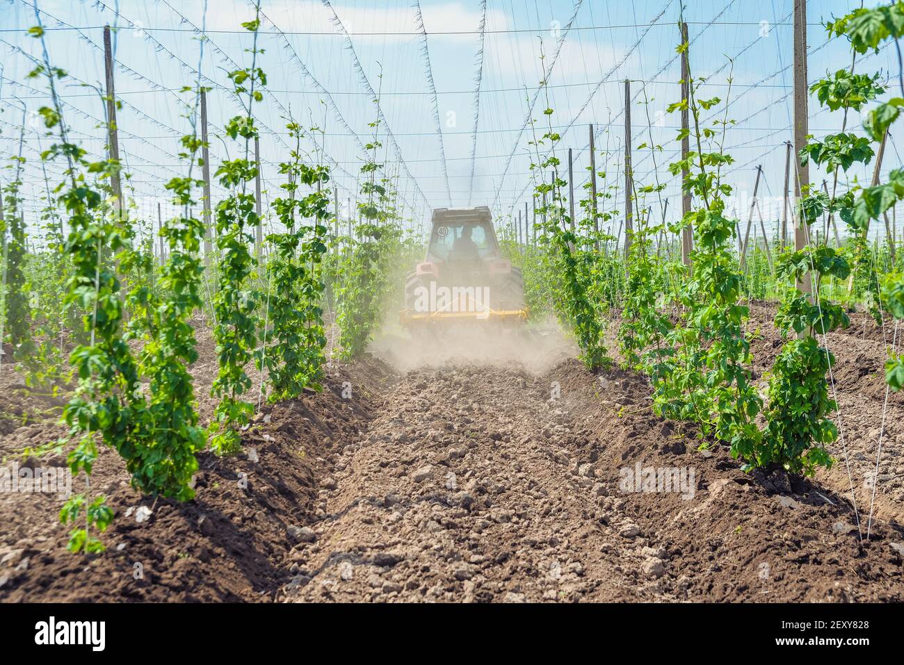The tractor processes the hops field Stock Photo - Alamy