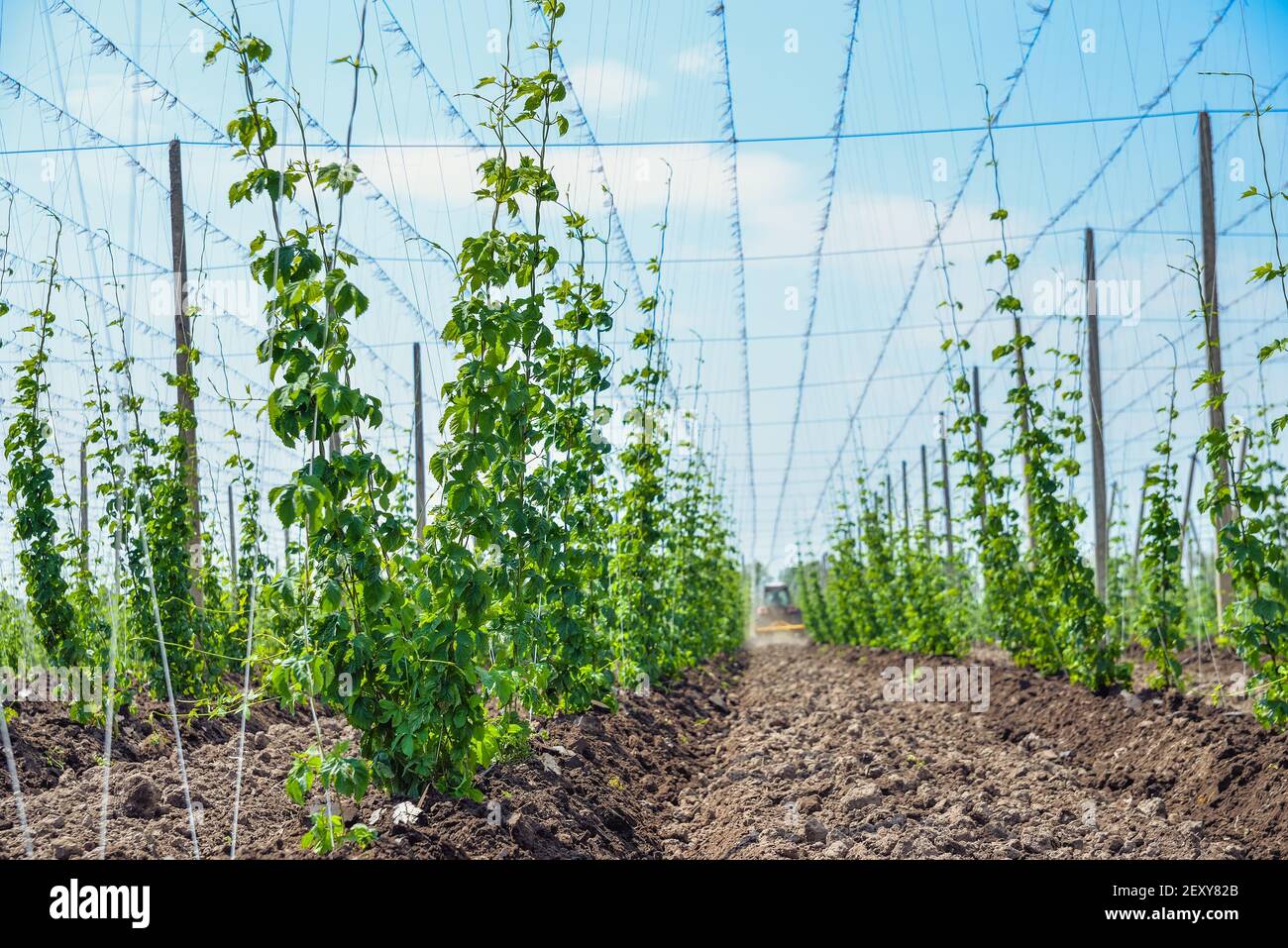 Field leaves hi-res stock photography and images - Alamy