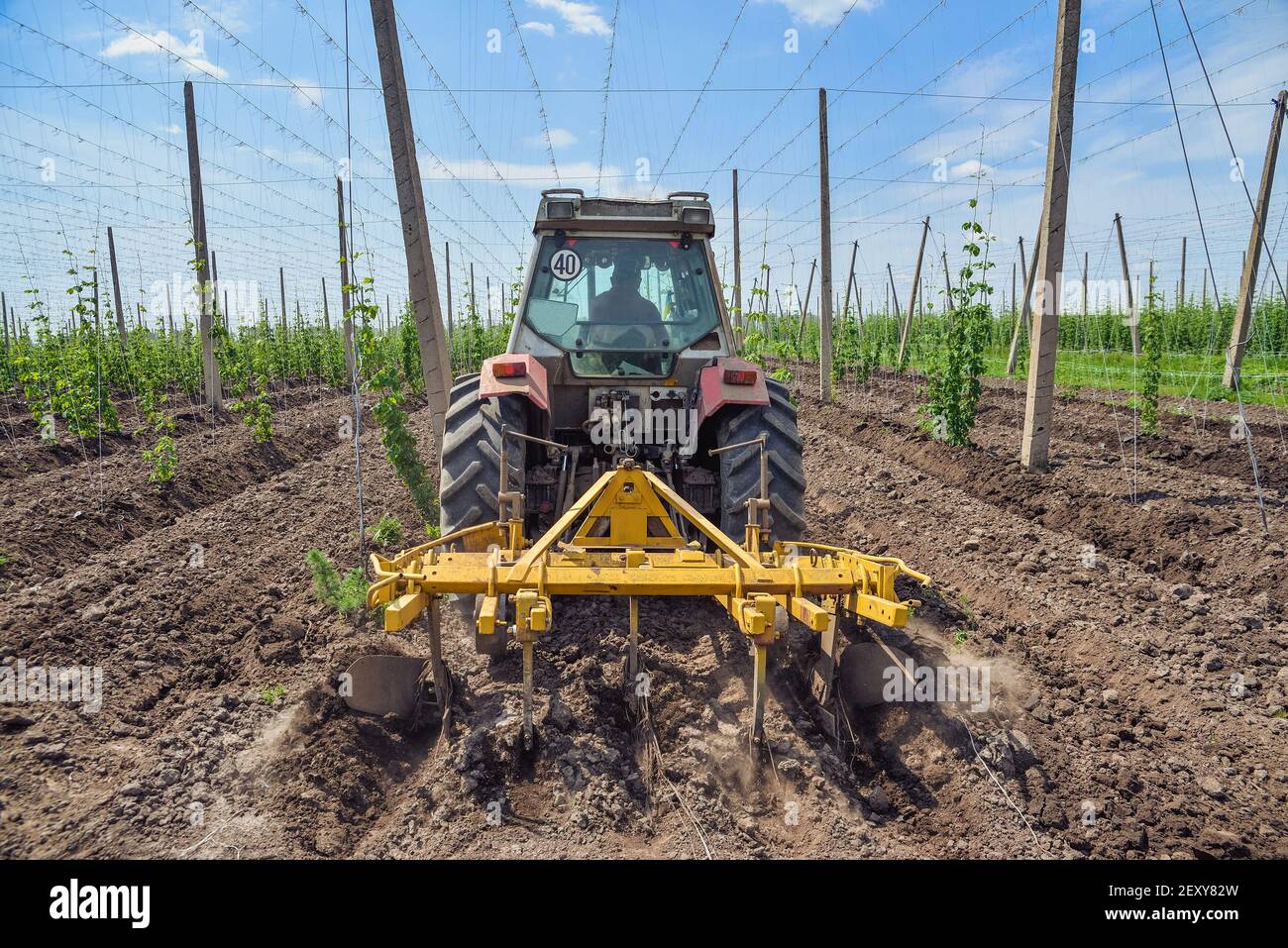 The tractor processes the hops field Stock Photo - Alamy