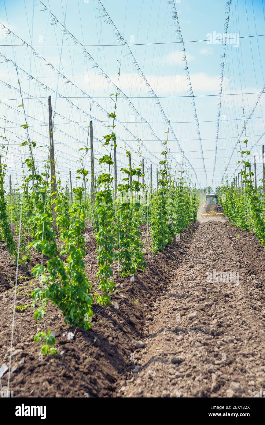 The tractor processes the hops field Stock Photo - Alamy
