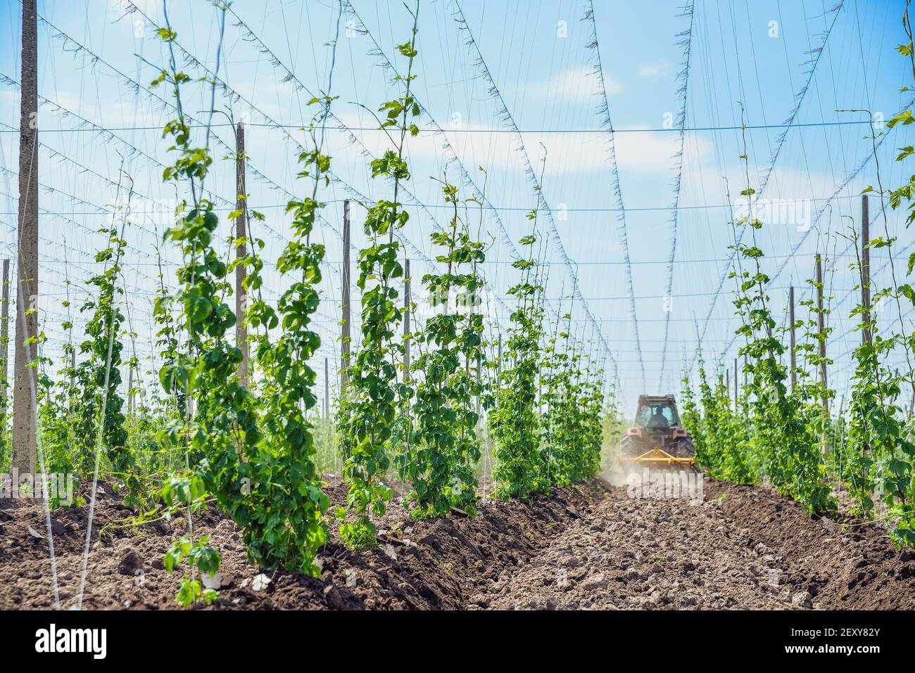 The tractor processes the hops field Stock Photo - Alamy