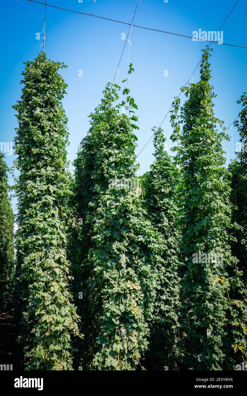 Hop plantation hi-res stock photography and images - Alamy
