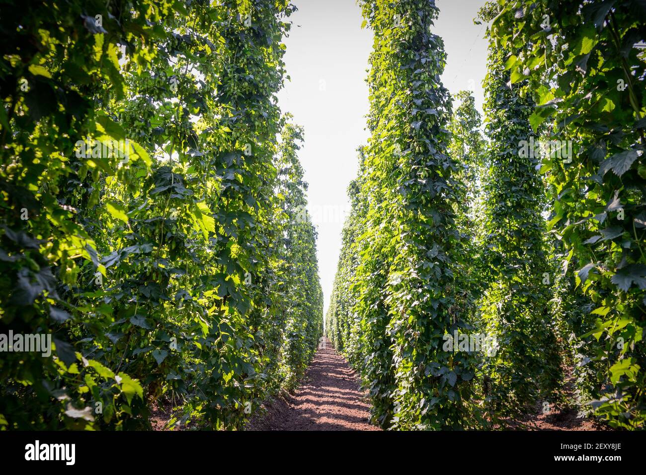 Hop plantation hi-res stock photography and images - Alamy