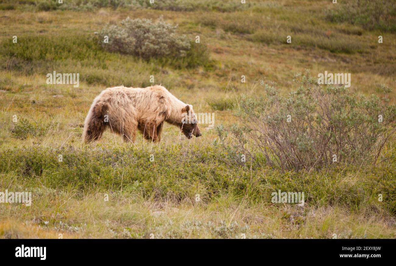 Large Wild Grizzly Bear Foraging Denali National Park Alaska Wildlife ...