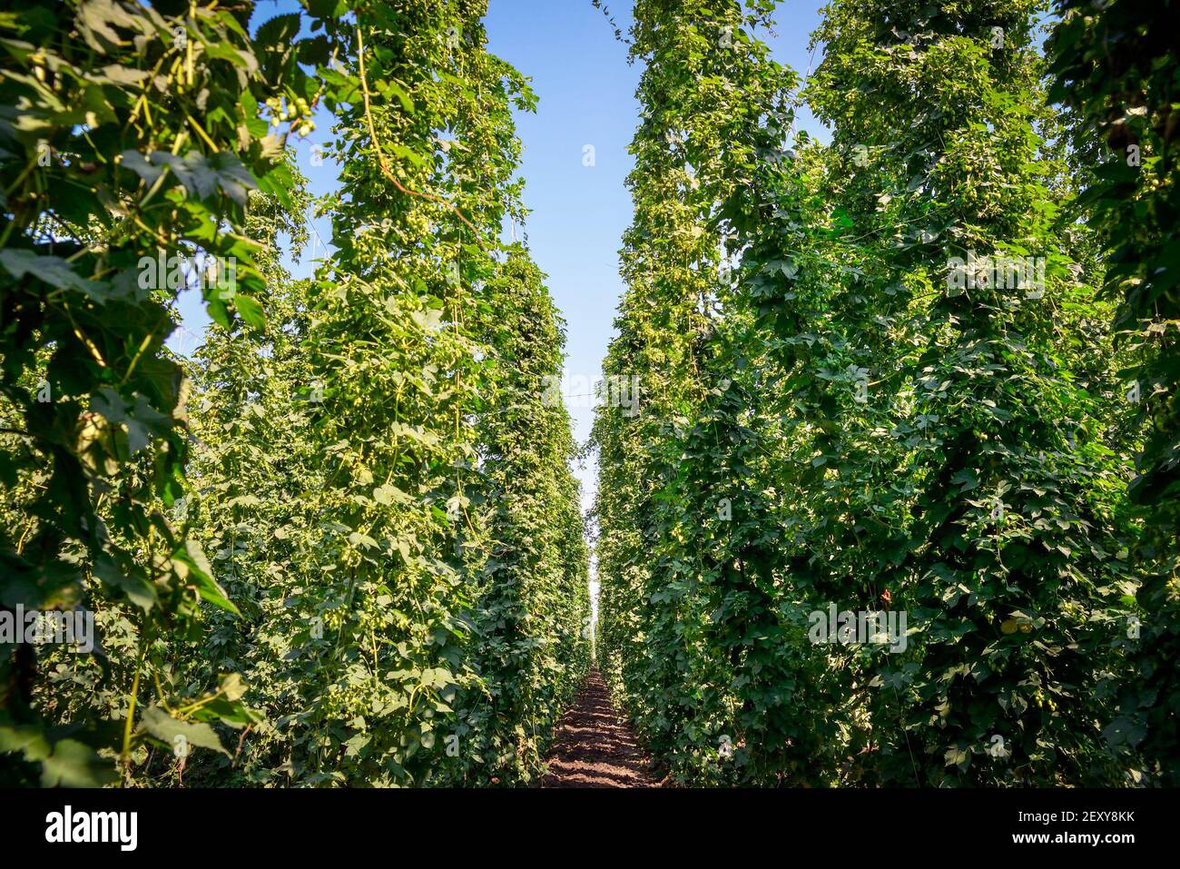 Hop plantation hi-res stock photography and images - Alamy