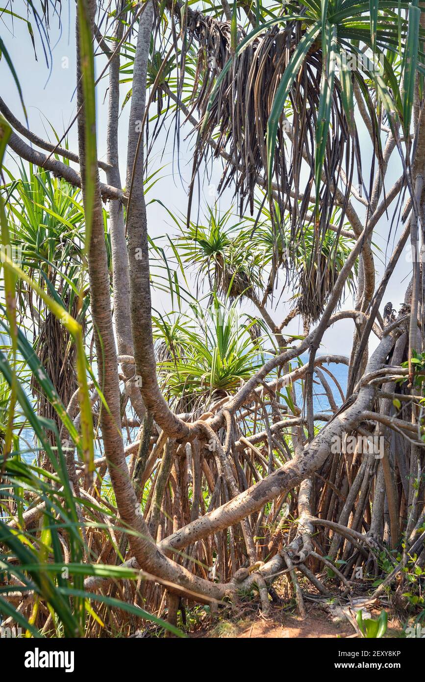 Roots in water texture hi-res stock photography and images - Alamy