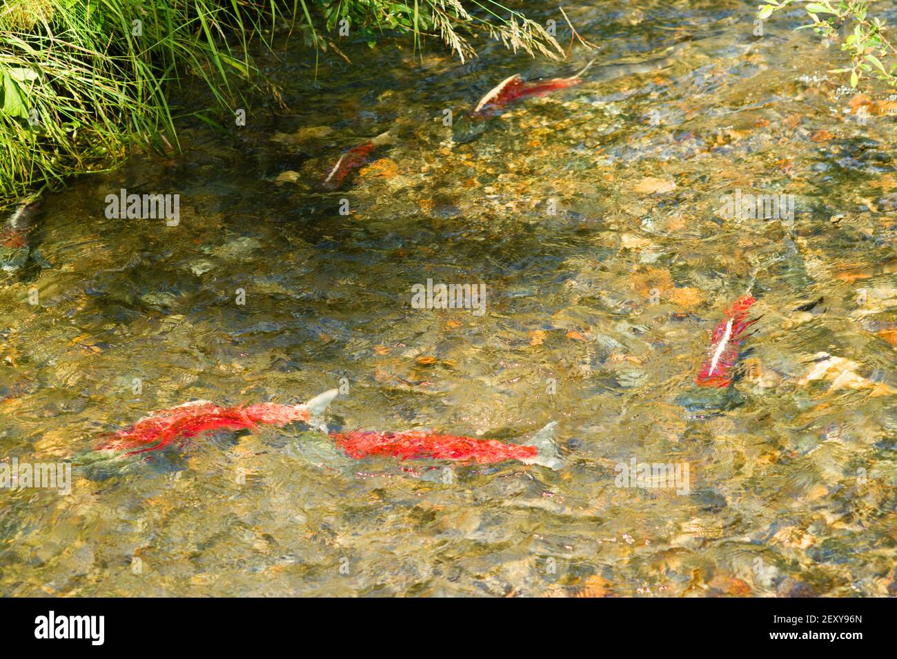 Spawning Fish Wild Salmon Swim Stream River Mating Swimming Stock Photo ...