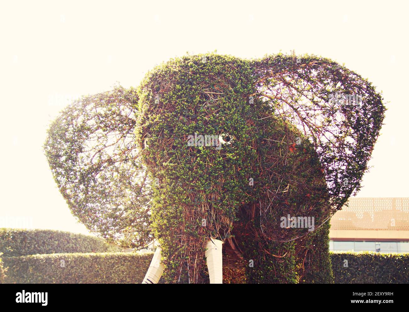 Plants shaped into elephants with flowers Stock Photo - Alamy