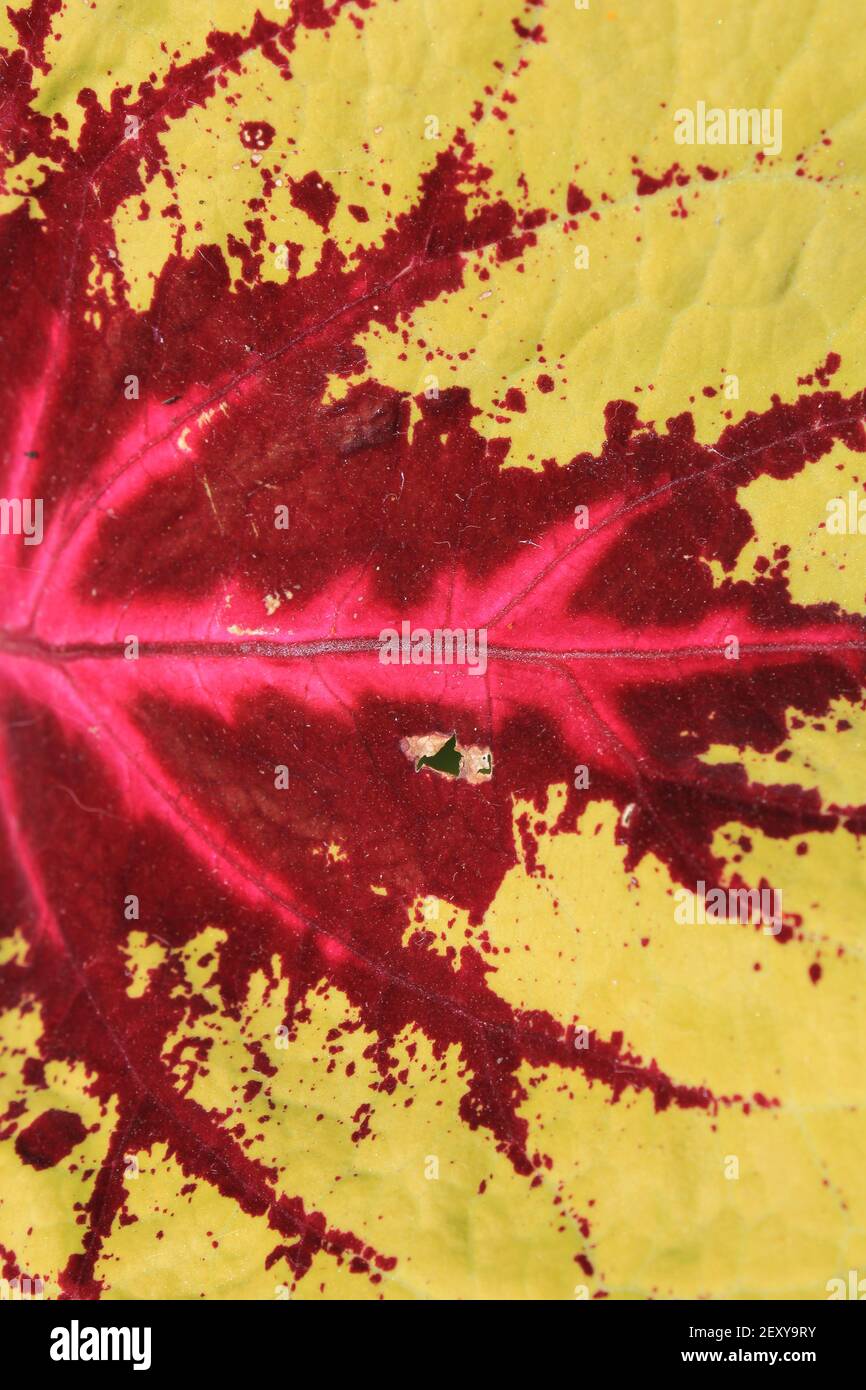 Red Veins on Yellow Leaf Stock Photo - Alamy