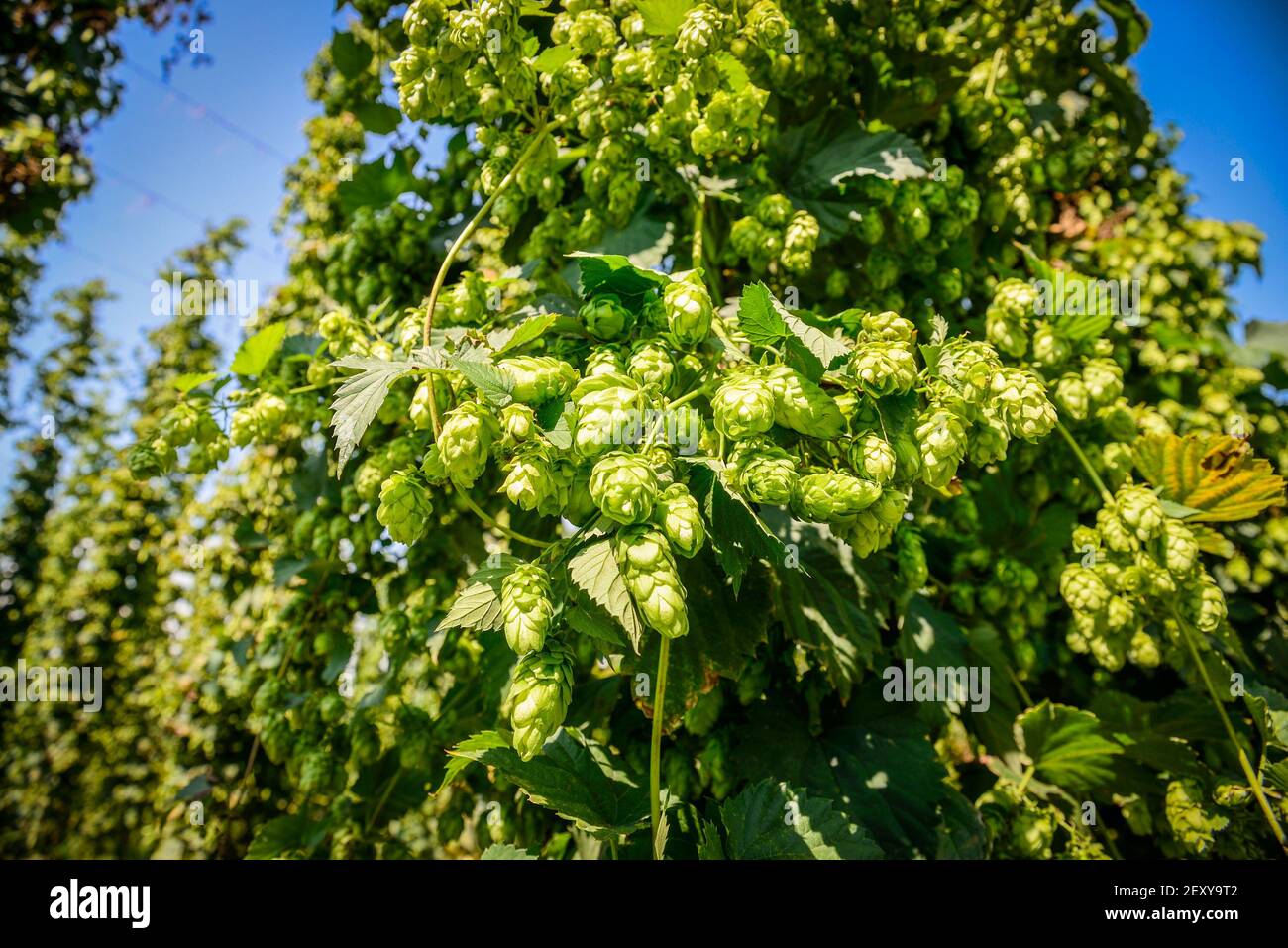 Hop cone harvest hi-res stock photography and images - Alamy