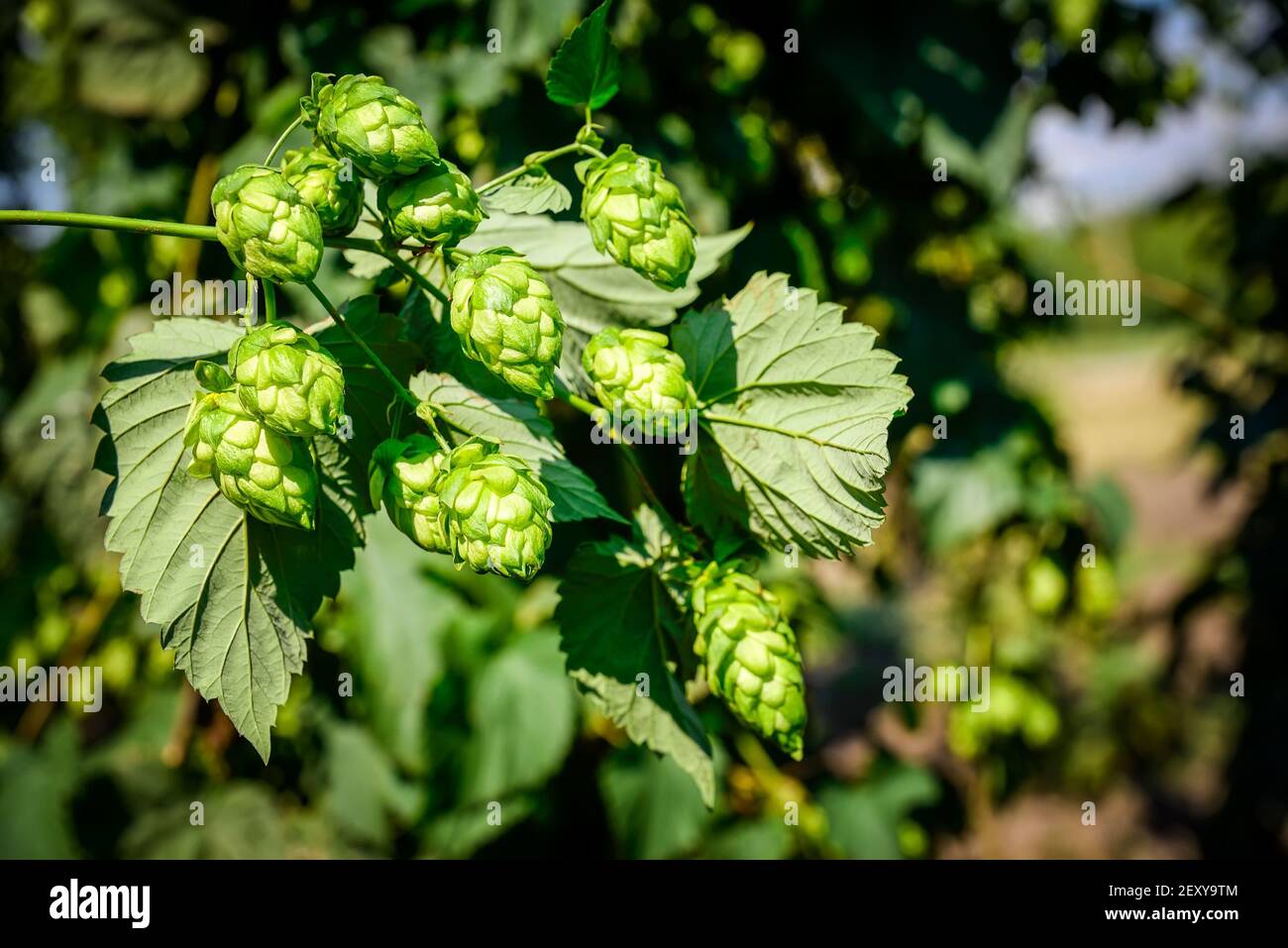 Hop crop hop cone hop garden hop garden hi-res stock photography and ...