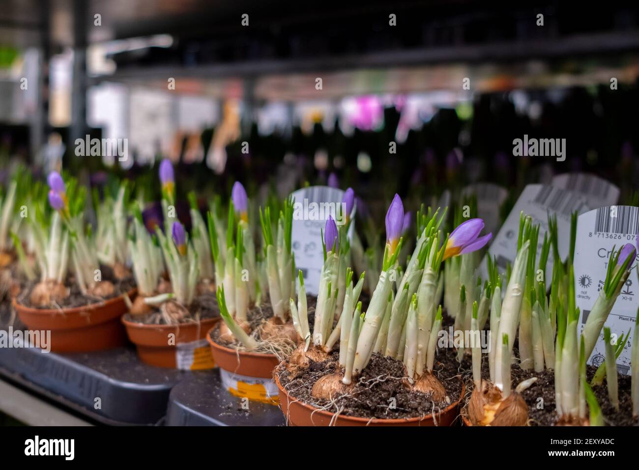 Moscow. Russia. March 4, 2021. Selective focus on sprouts of crocus ...