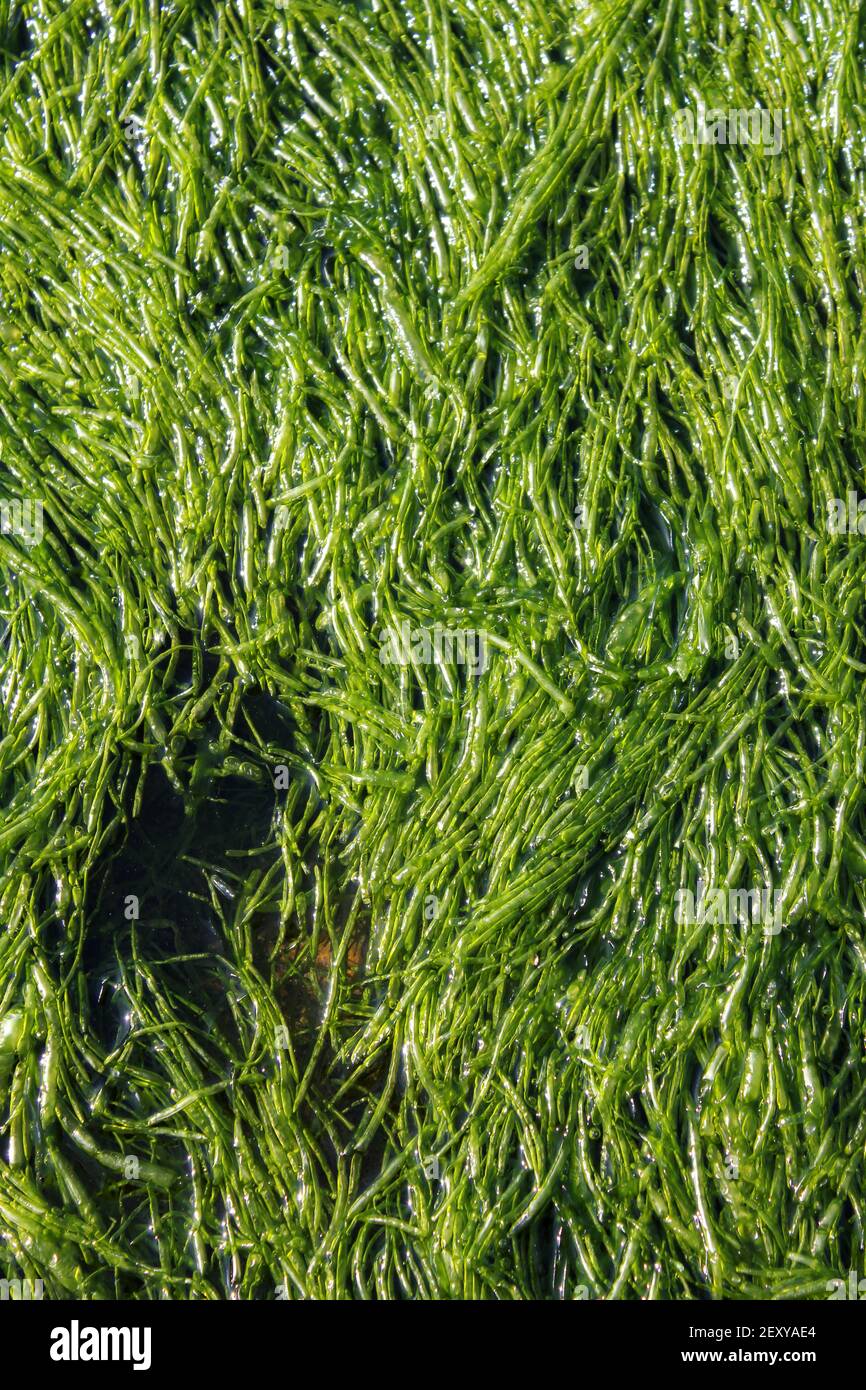 Mat of Vibrant Seaweed Strands Stock Photo - Alamy
