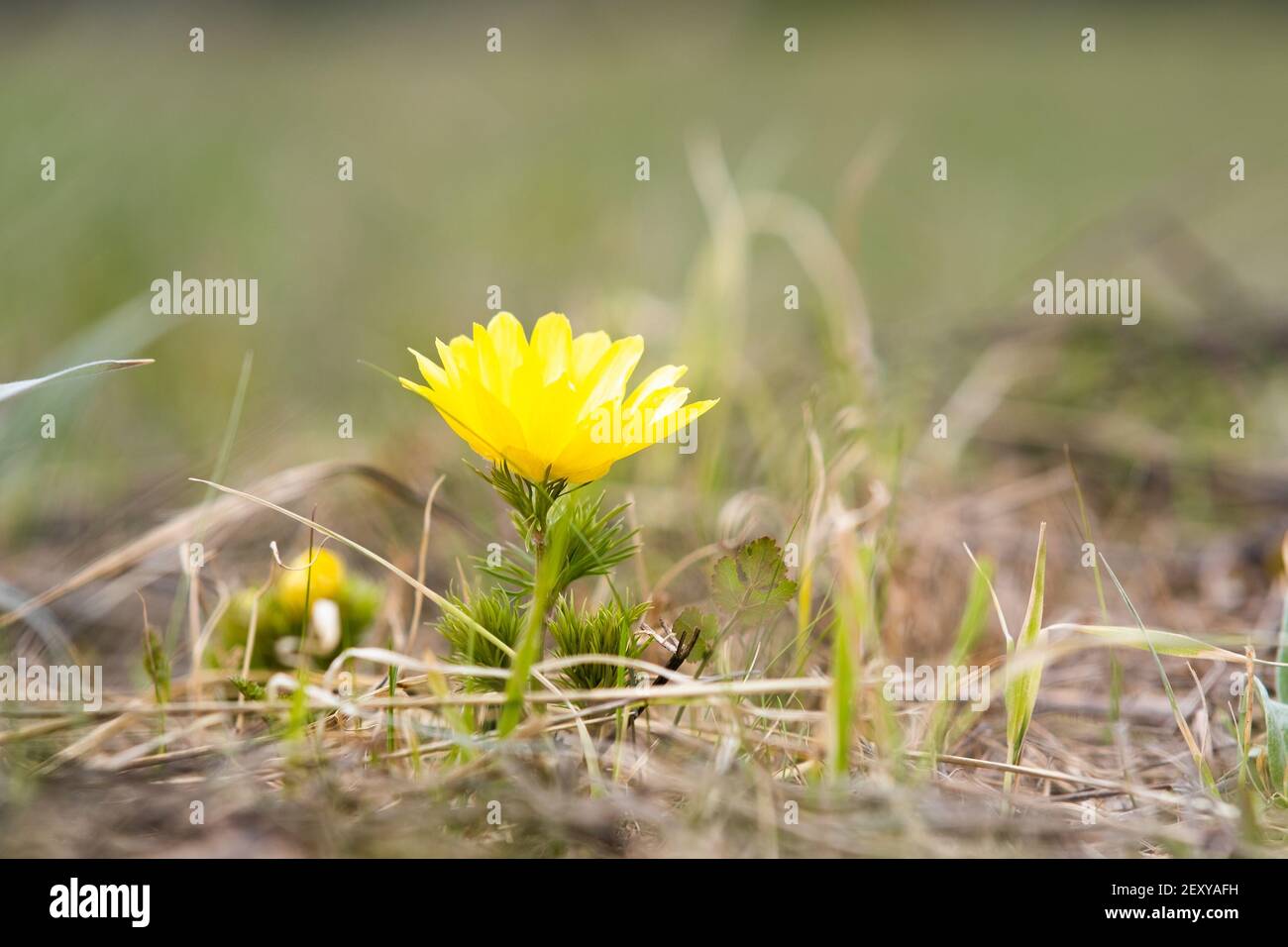 Close up of small yellow wild flower blooming in green spring field ...