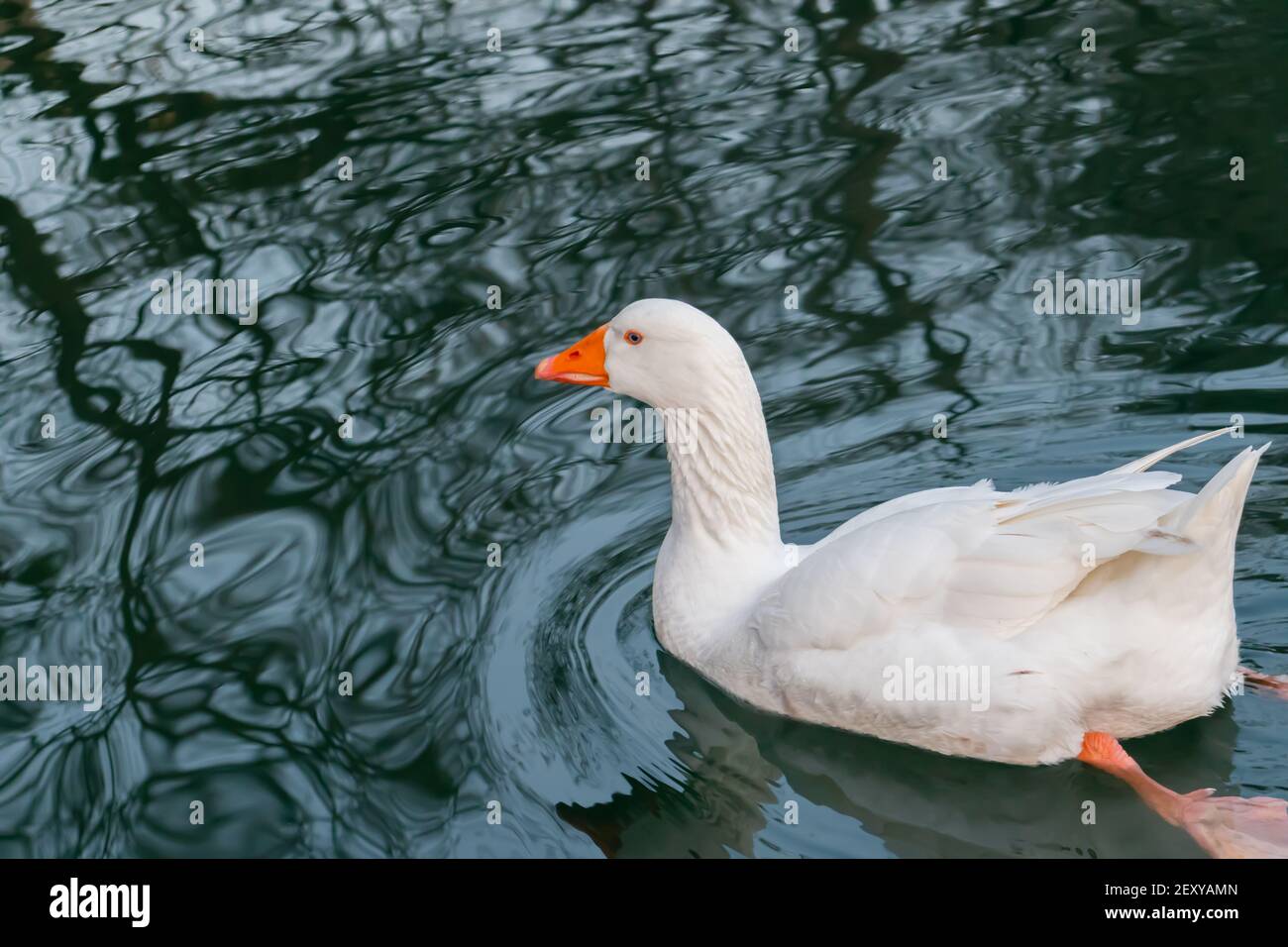 Goose in lake Stock Photo - Alamy