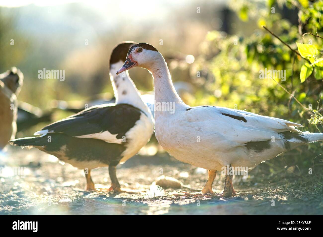 Ducks feed on traditional rural barnyard. Detail of a duck head. Close ...