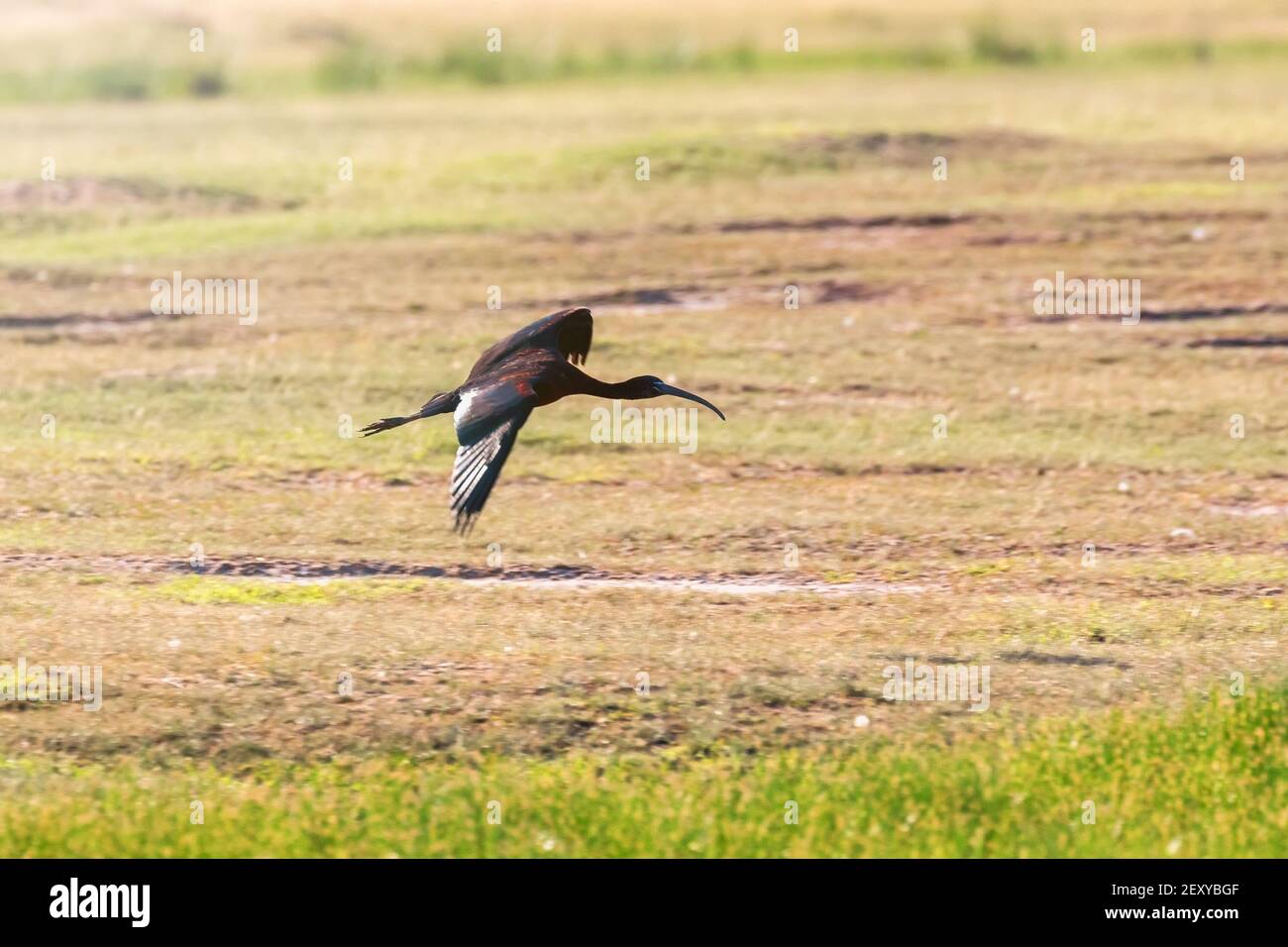 Glossy Ibis in Flight (Plegadis falcinellus Stock Photo - Alamy