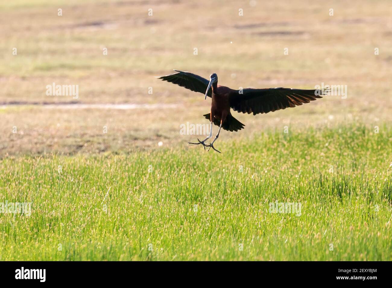 Glossy Ibis in Flight (Plegadis falcinellus Stock Photo - Alamy
