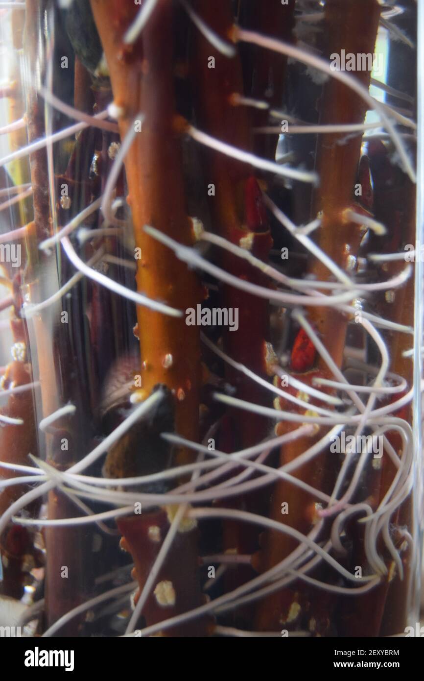 Pale roots in water hi-res stock photography and images - Alamy