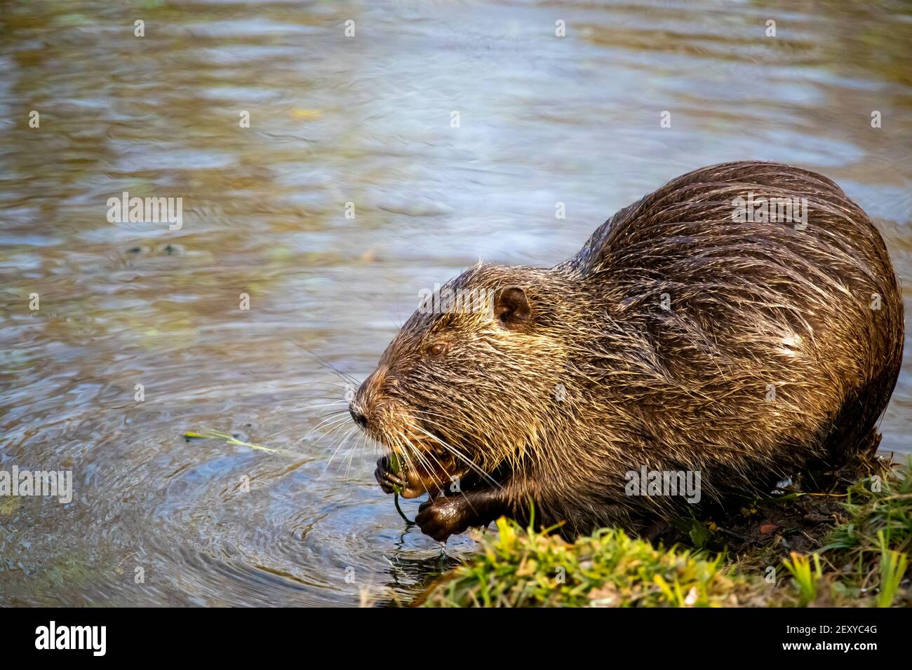 Cute nutria hi-res stock photography and images - Alamy