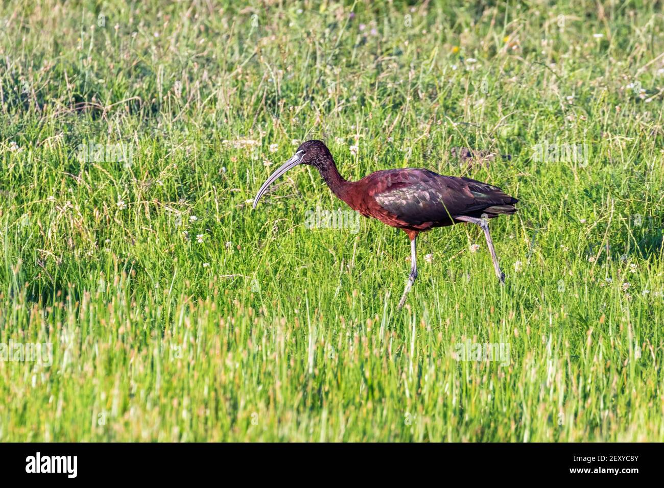 Glossy Ibis (Plegadis falcinellus) Wading Bird Stock Photo - Alamy