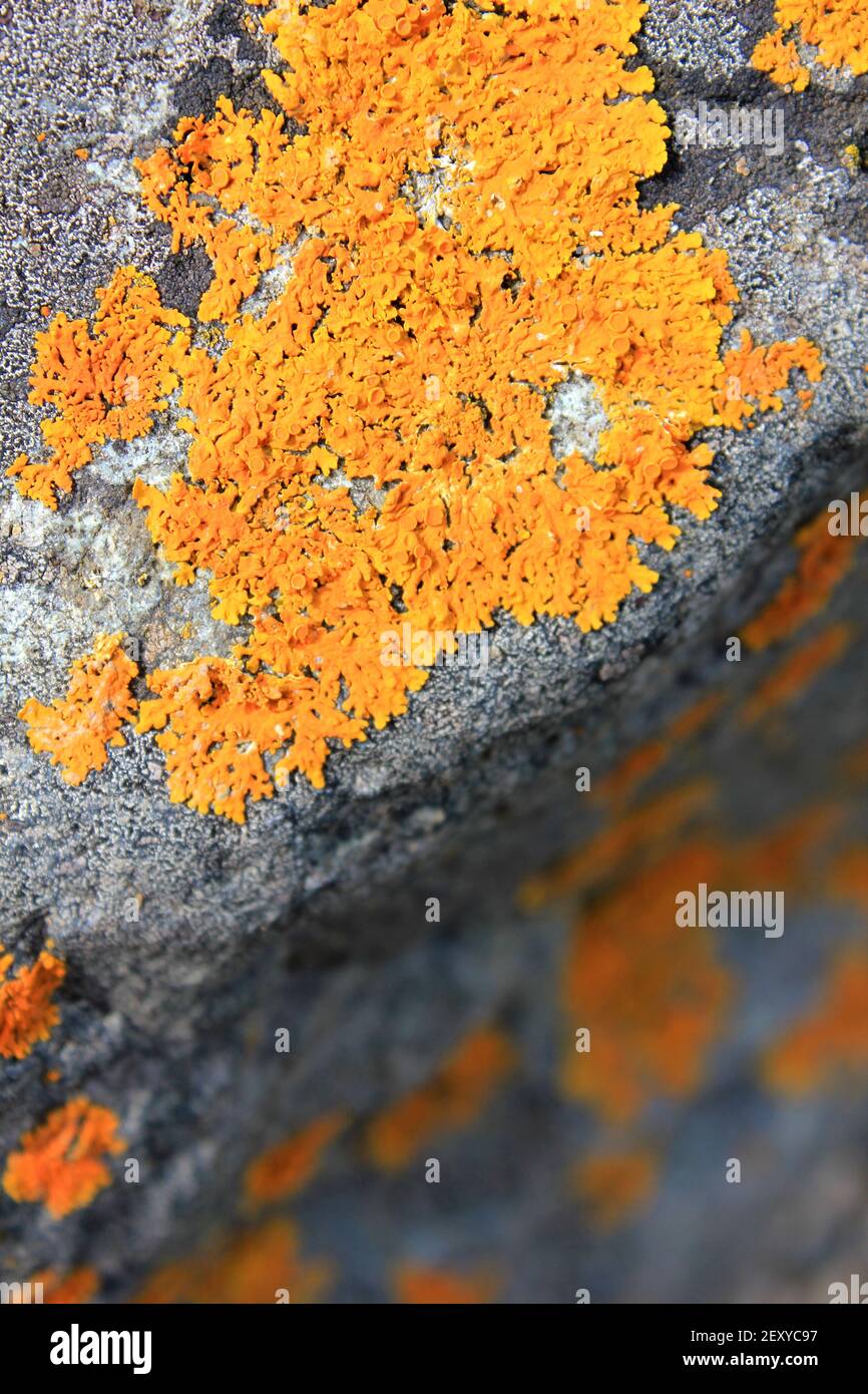 Orange lichen texture hi-res stock photography and images - Alamy