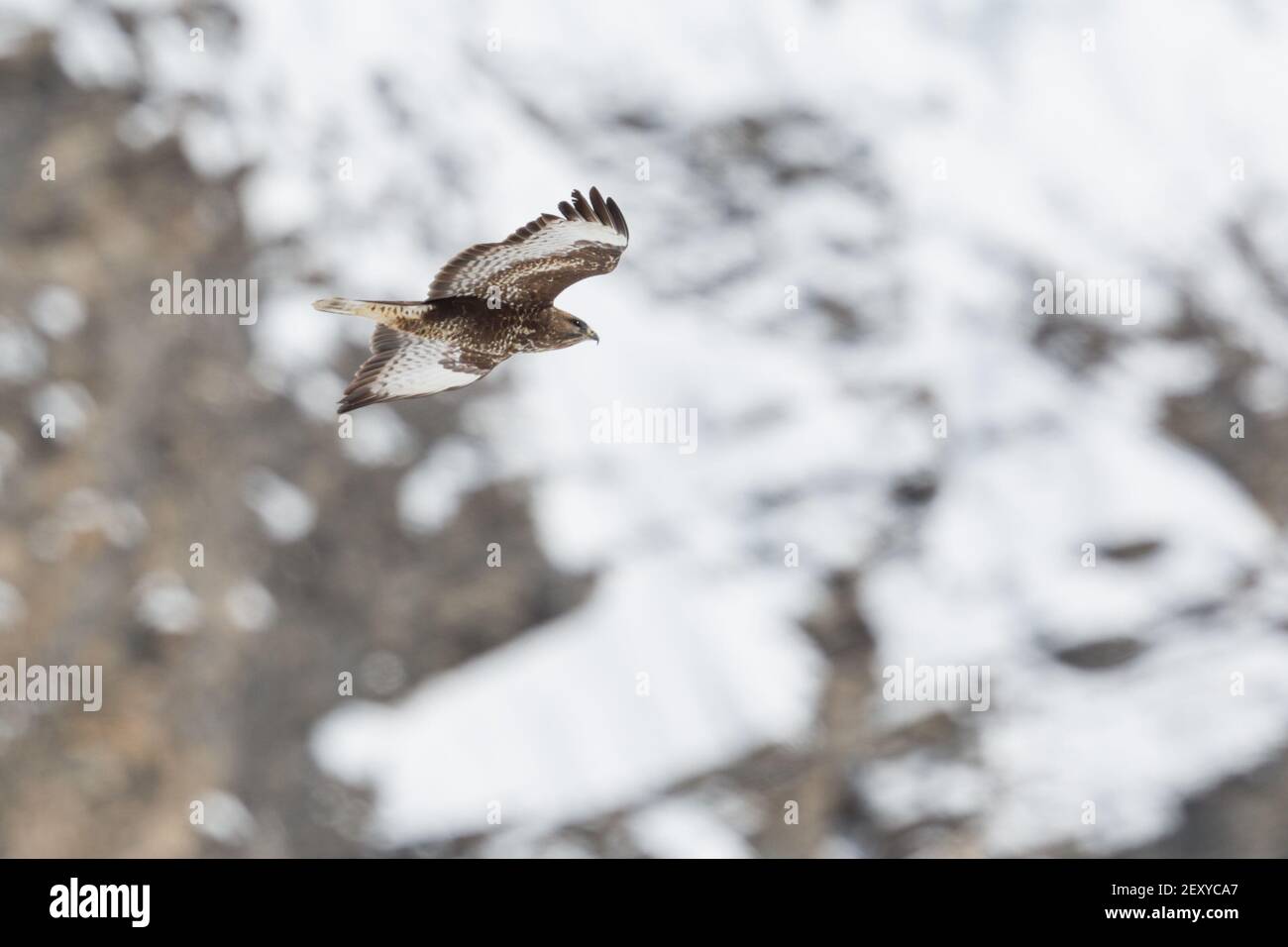 one common buzzard (buteo buteo) flying in front of snowy rocks Stock ...
