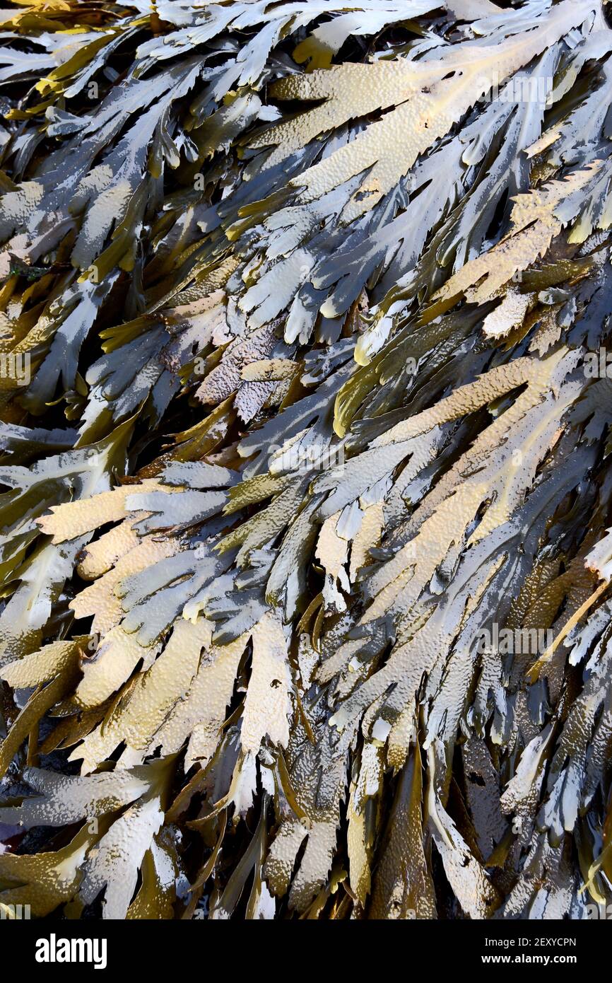 Layered seaweed texture hi-res stock photography and images - Alamy