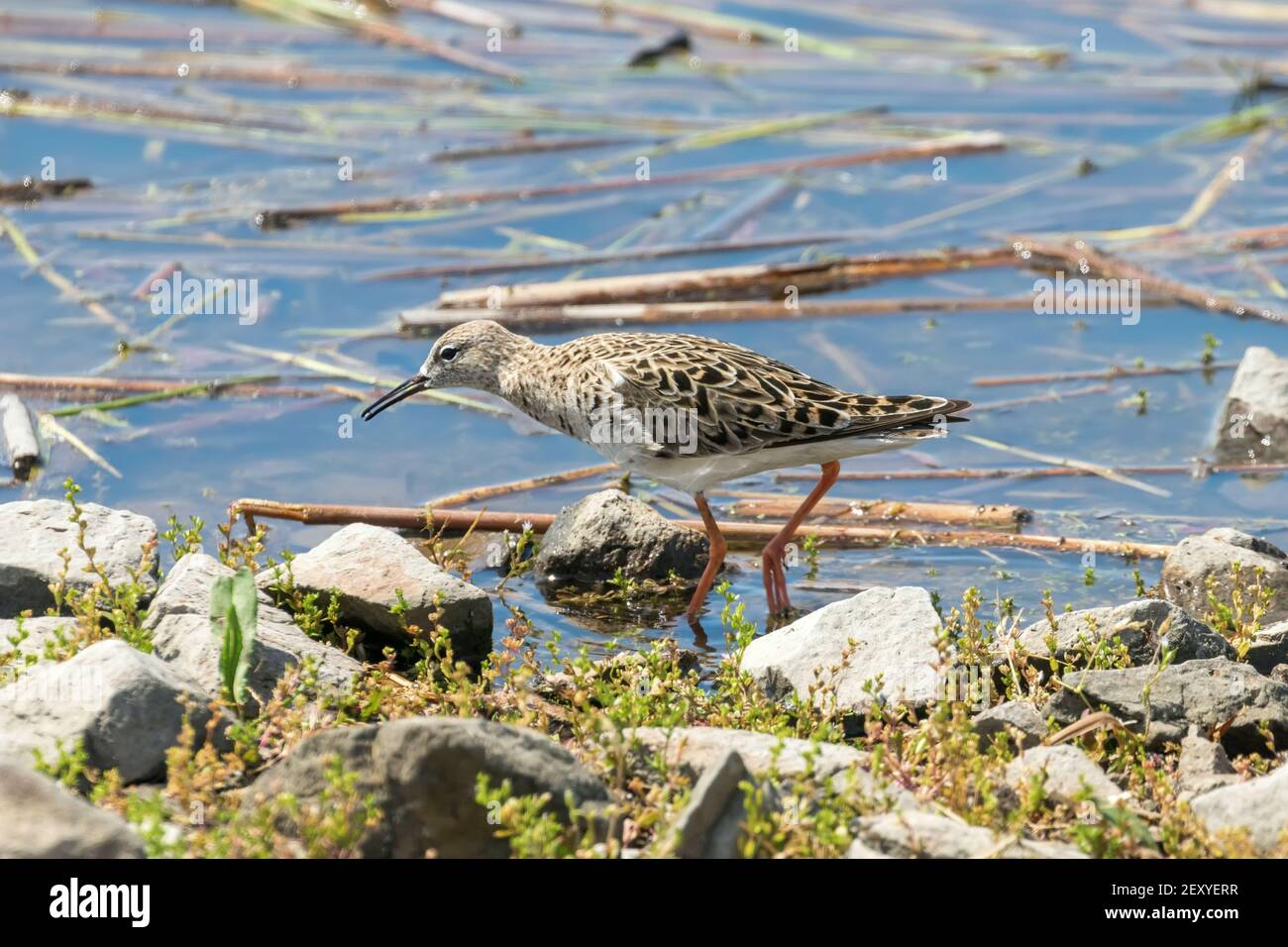 Ruff Water Bird (Philomachus pugnax) Ruff in Water Stock Photo - Alamy