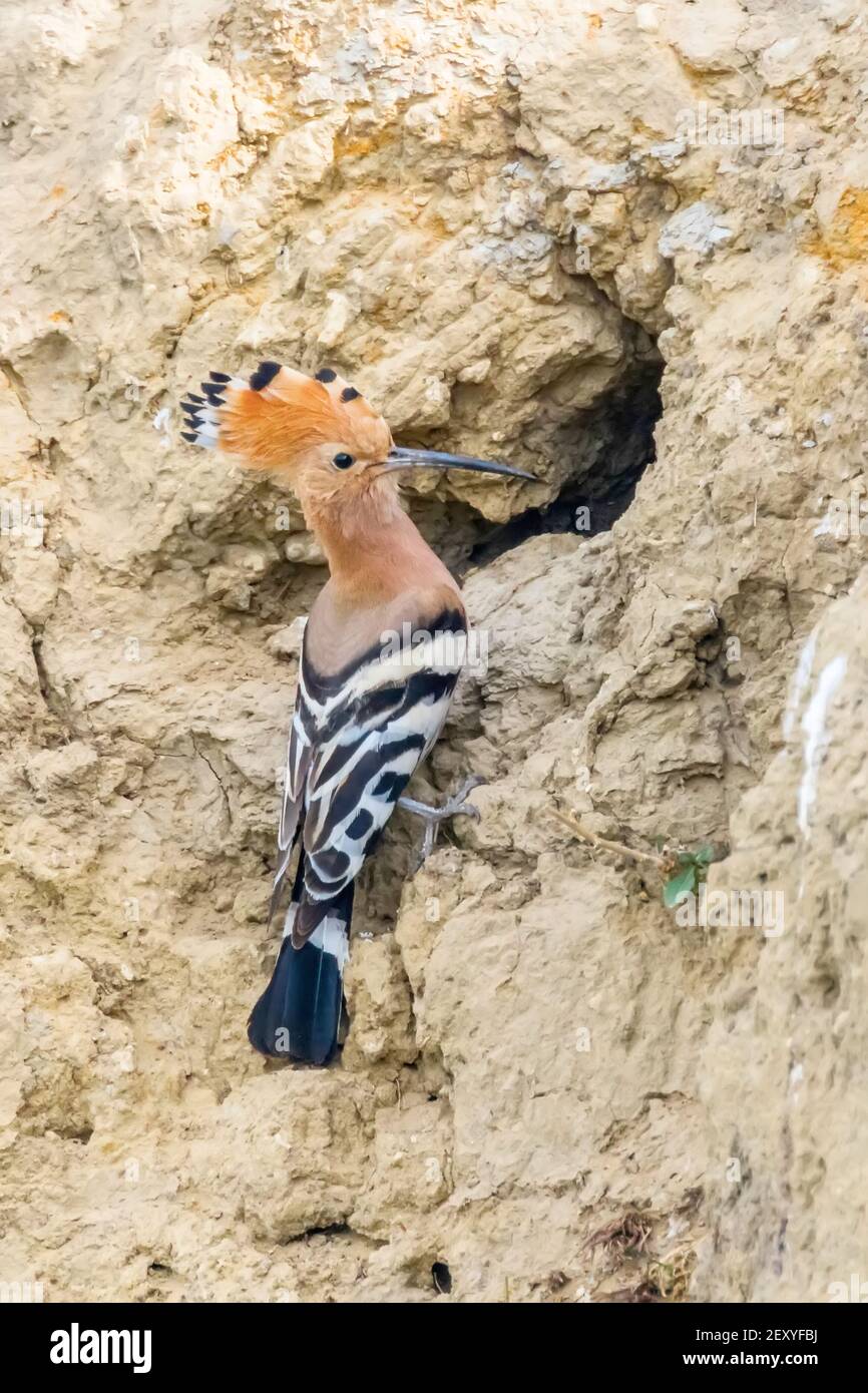 Hoopoe, Common Hoopoe (Upupa epops) Eurasian Hoopoe Stock Photo - Alamy