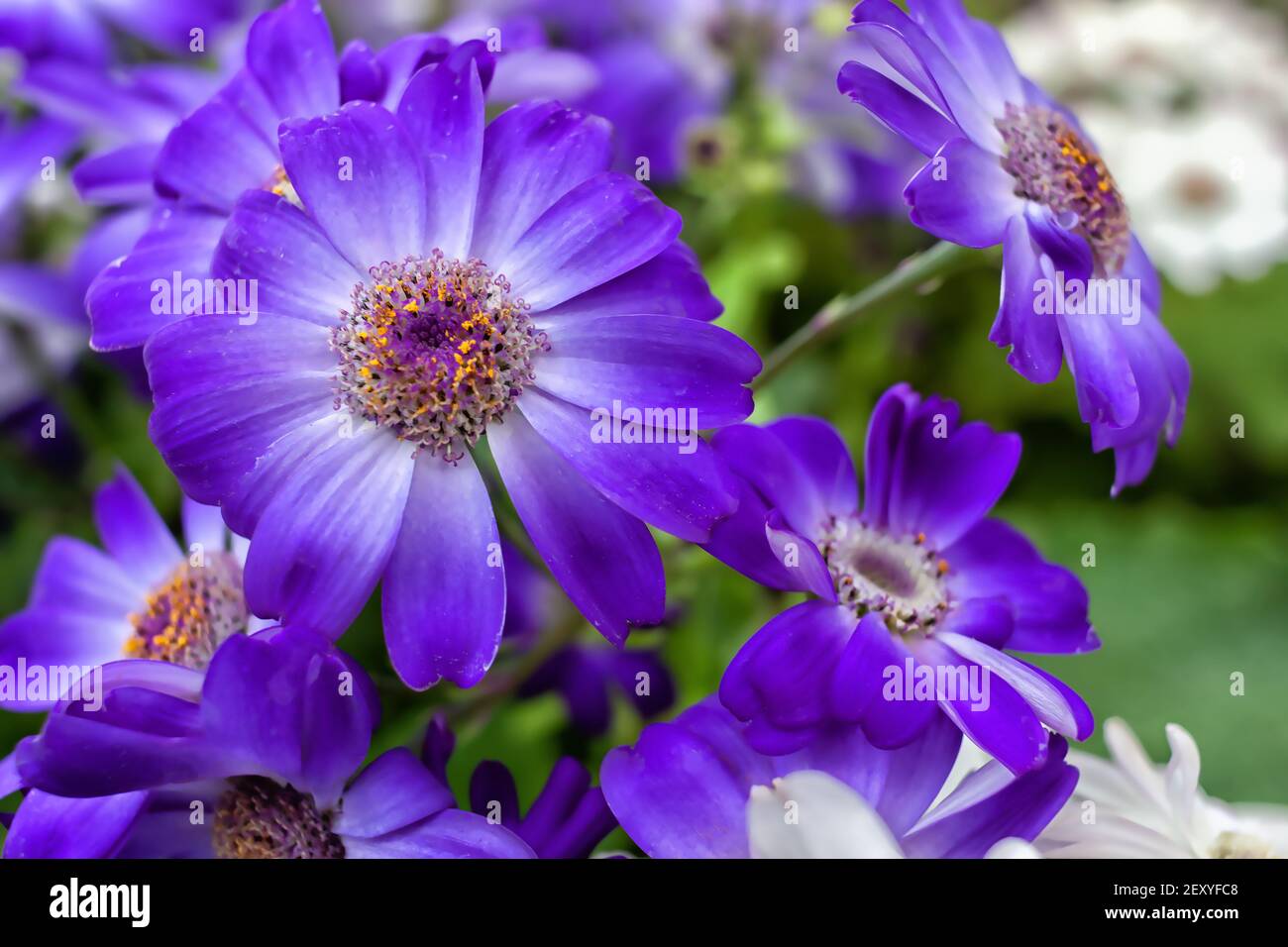 Purple cineraria flower hi-res stock photography and images - Alamy
