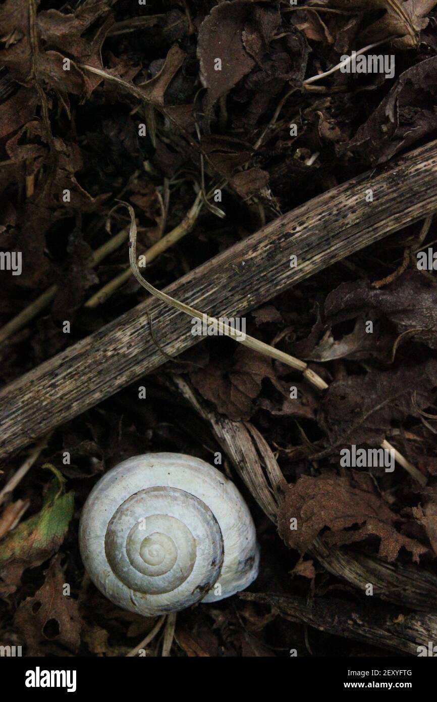 Shell and woodland debris texture hi-res stock photography and images ...