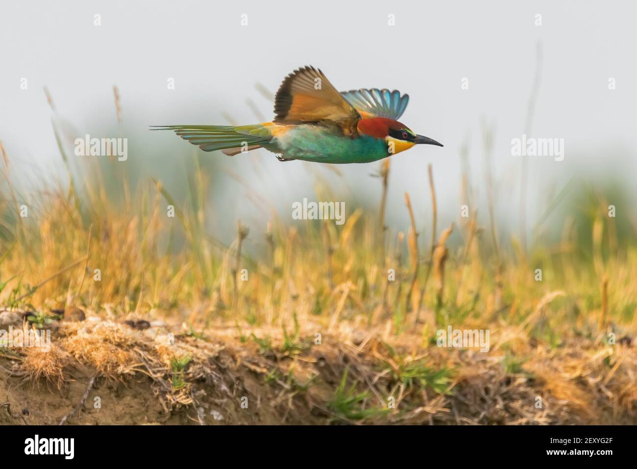 European Bee Eater In Flight (Merops Apiaster Stock Photo - Alamy