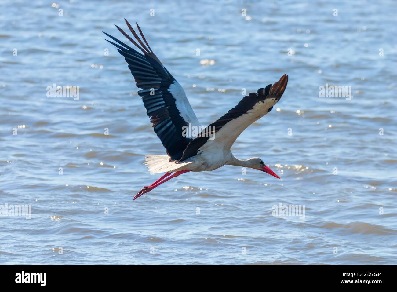 Young black stork prey hi-res stock photography and images - Alamy