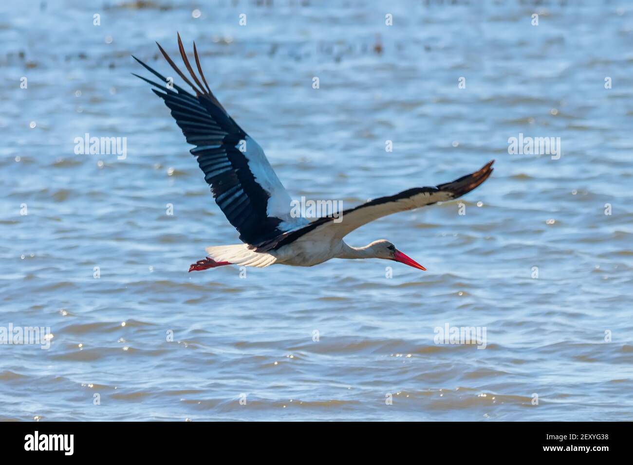 Young black stork prey hi-res stock photography and images - Alamy